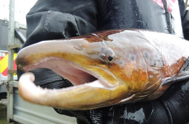How do we protect our breeding fish at this time of year? – Creating a ...