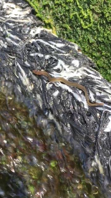 World Fish Migration Day: Connecting fish, rivers and people – Creating ...