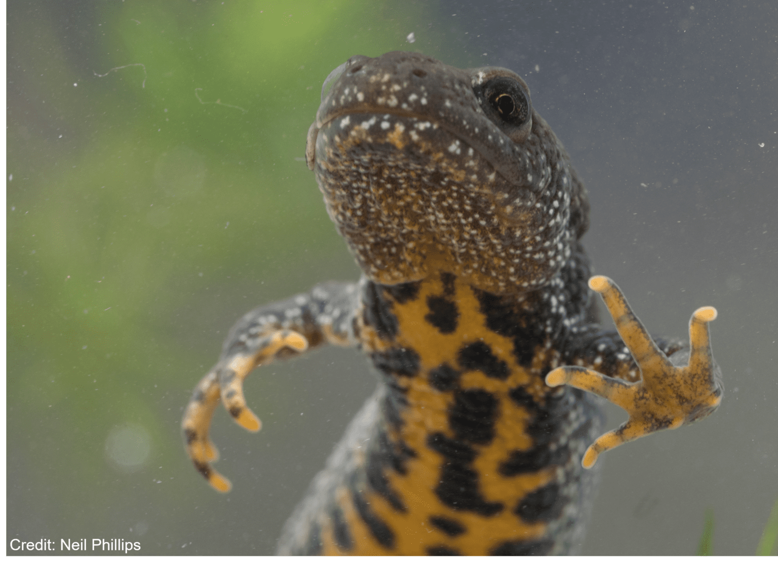 Wilder for Water – a New Forest project to champion cleaner water ...