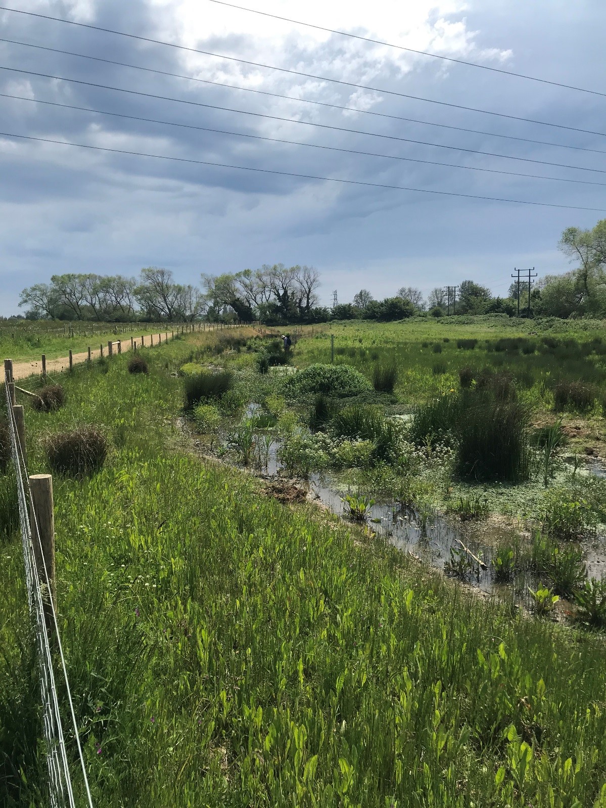 Broadwater Brook urban chalk stream restoration – Creating a better place