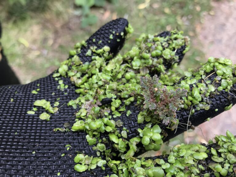 Everything you need to know about duckweed on the River Witham ...