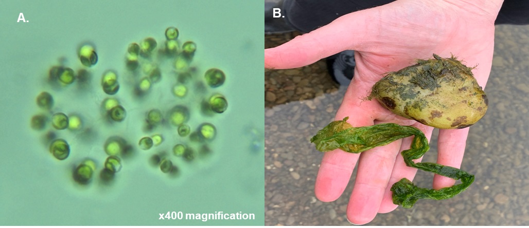 Understanding algal blooms in the River Wye – Creating a better place