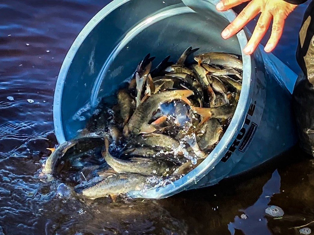 How EA has spent fishing licence income to support angling and ...