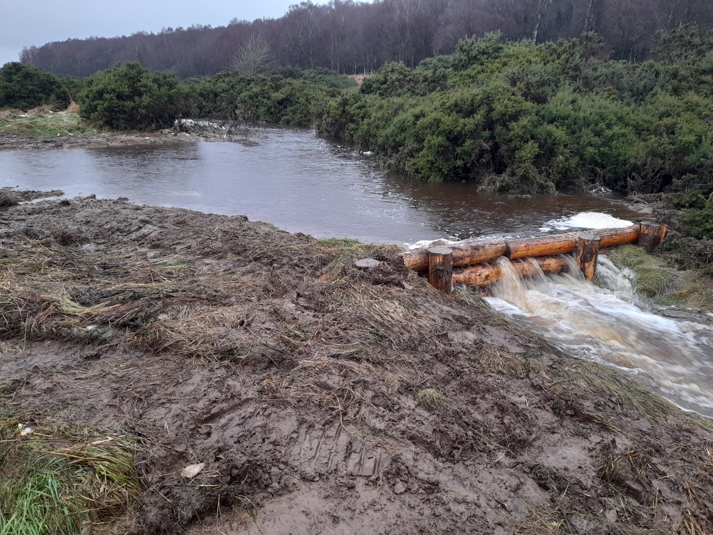 Local Nature Recovery Strategies: how nature can help drive ...
