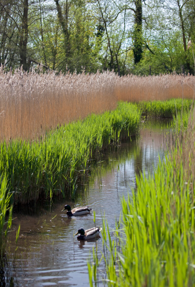 Conservation covenants: a new tool to support nature recovery ...