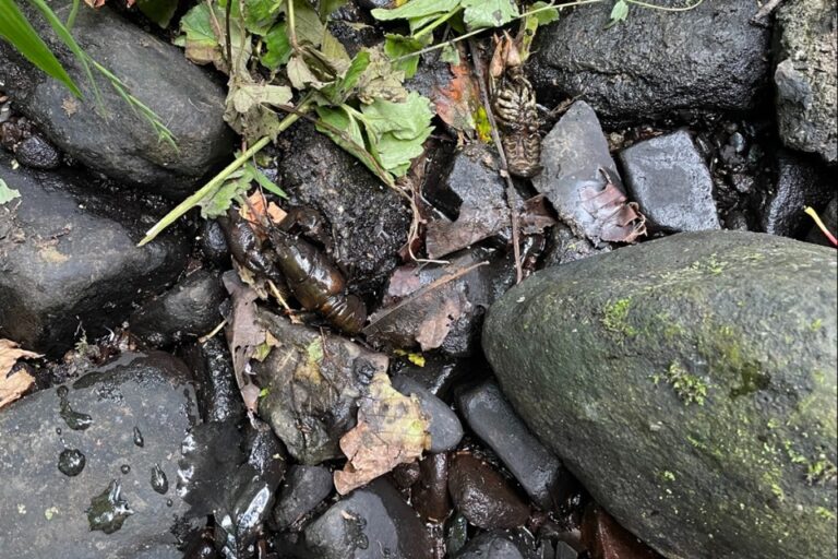From Fish to Rare Crayfish: England’s Drought Wildlife Rescue ...