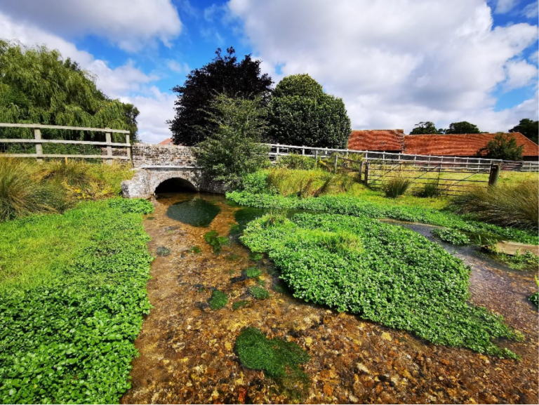 Launching BluePrint: Expanding citizen science across England’s ...